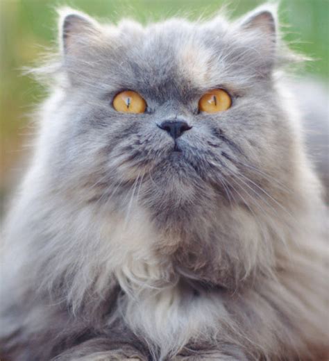 Persian Cat Breeds Vida Veterinary Care