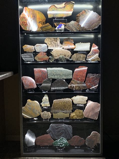 How Do You Display Your Fossils General Fossil Discussion The Fossil Forum