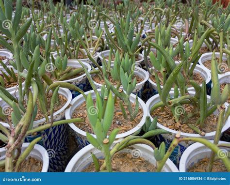 String Of Bananas Succulents Propagation In A Plant Nursery Closeup