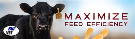 Feed Efficiency May Prove Key To Profitability Bio Vet