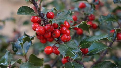 60000 Free Fresh Holly And Holly Images Pixabay
