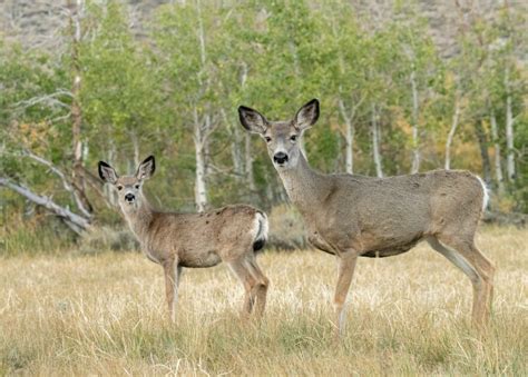 Montana Mule Deer Population Continues Long Term Decline Hunting Tags