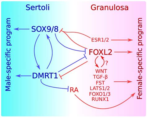 Sex Maintenance In Mammals Encyclopedia Mdpi