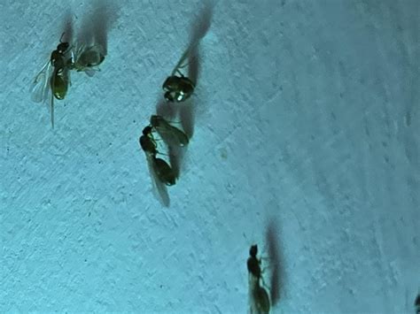 Alates Flying Into Kitchen What Kind Of Ant Is It R Whatsthisbug