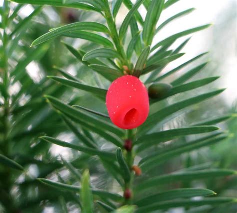 Yew Shrub A Comprehensive Guide To Growing And Caring For Yew Shrubs [updated July 2024 ]