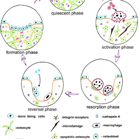 Bone Remodelling Cycle At Cellular Level Download Scientific Diagram