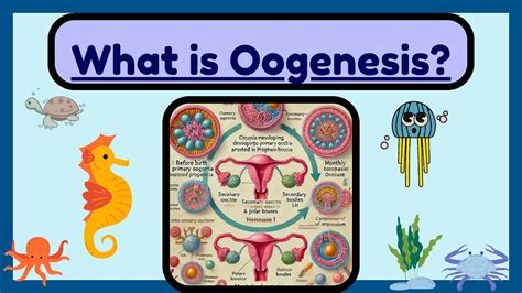 What Is Oogenesis Formation Of Eggs In Females Explained Novice