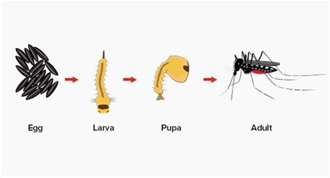 Mosquito Life Cycle Days Mosquito Life Cycle How Long Do Mosquitoes