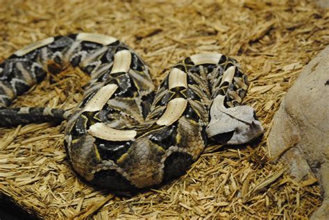 Venomous Gaboon Viper Gaboon Viper Viper Snake Memphis Zoo