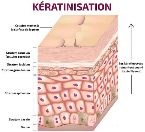 What Is The Process Of Skin Keratinization