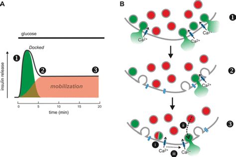 Pancreatic β Cell Electrical Activity And Insulin Secretion Of Mice And Men Physiological