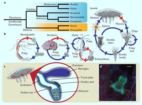 Sponge Jellyfish Flatworm Cladogram At Kermit Bourdon Blog