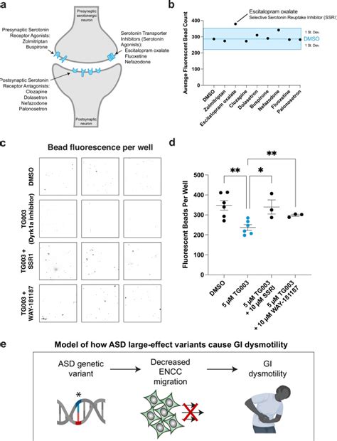 Autism Gene Variants Disrupt Enteric Neuron Migration And Cause Gastrointestinal Dysmotility Pmc