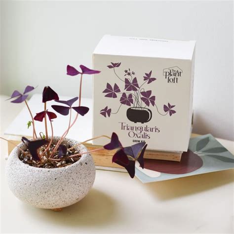 Live Plant Triangularis Oxalis Grow Kit Plant Within 2 3 Days Upon