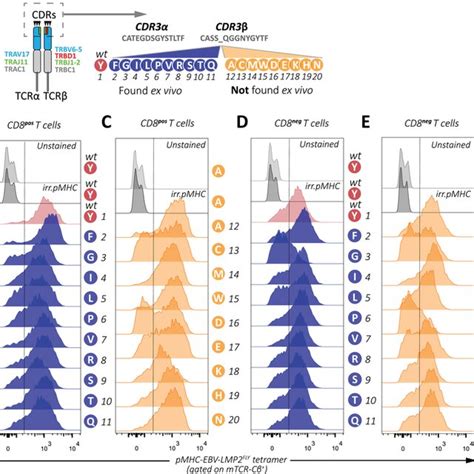 Amino Acid Substitutions In The Complementary Determining Region 3 Of