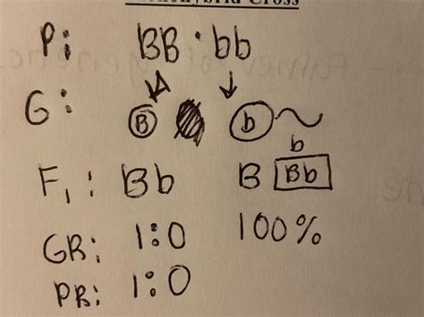 Genetics Test Flashcards Quizlet