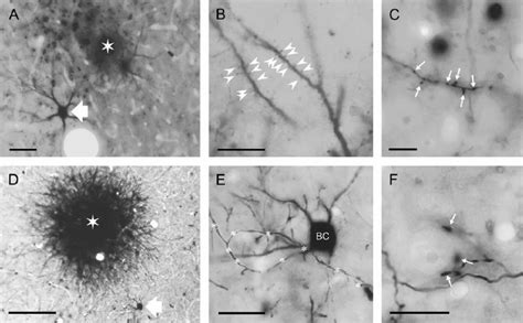 Morphology Of A Pyramidal A C And A Basket D F Cell