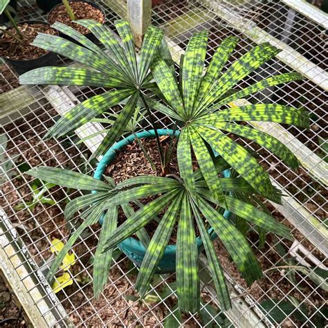 Licuala Mapu Mattanensis Variegated