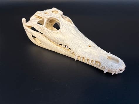 Nile Crocodile Skull Crocodylus Niloticus 65 Cm 95 Cm 23 Cm