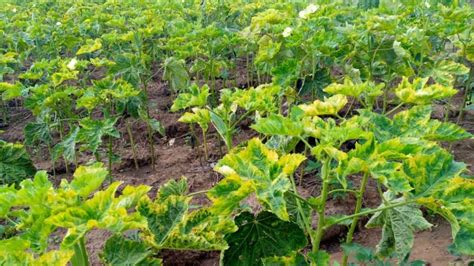 Autorisation De Pesticides Non Homologués Dans La Culture Du Coton Au