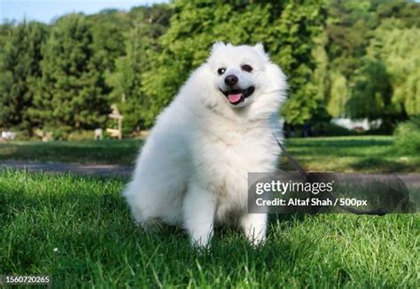 Portrait Of Cute Purebred Samoyed With Leash Sitting On Field And