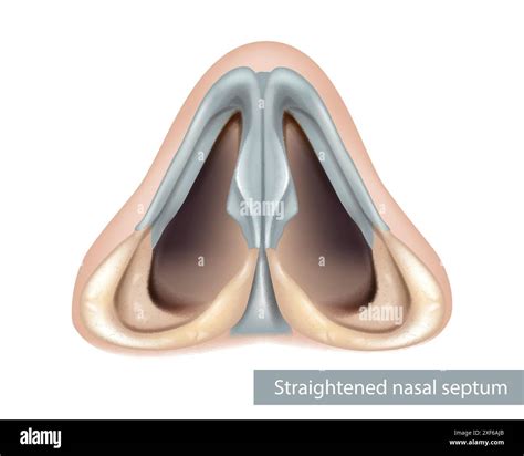 Nose Nasal Cavity Nasal Septum Anatomy Inferior View Stock Vector