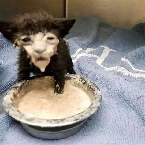 Discover 550 Cursed Cat Images And Cat Memes Ideas On This Pinterest