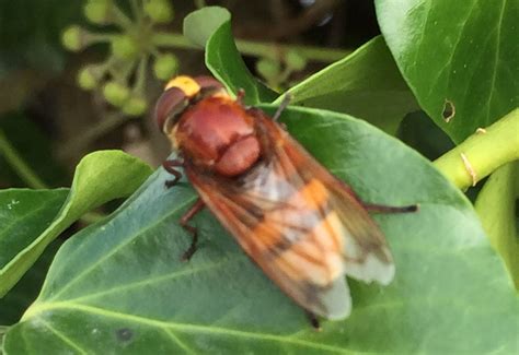 Do Hoverflies Sting Like Sweat Bees Whats That Bug