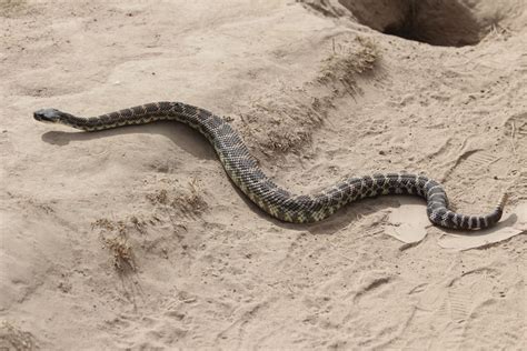 Information On The Southern Pacific Rattlesnake Reptiles Magazine