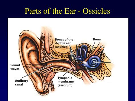 Ppt Parts Of The Ear Ossicles Powerpoint Presentation Free Download Id5465594