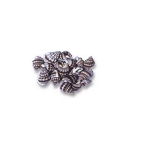 Nassarius Phyrus Small Shells At Best Price In Tirunelveli By Sri