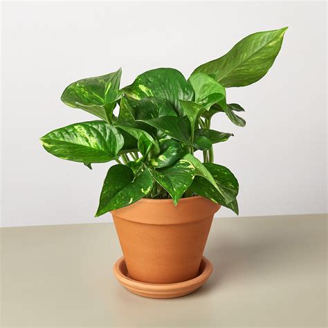 Pothos Golden Indoor Plant Tropical Plant Potted Plant — House