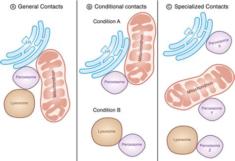 Peroxisome Contact Site Formation Three Hypotheses As To How