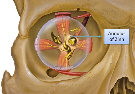 Annulus Of Zinn Pg Blazer