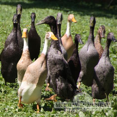 Murray Mcmurray Hatchery Chocolate Runner Ducks