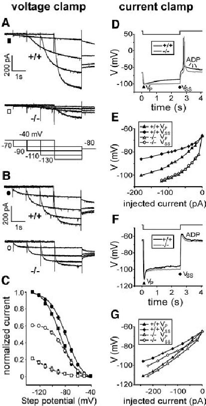 Disruption Of The Hcn2 Gene A Top Wild Type Hcn2 Locus And