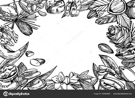 아몬드 피칸 캐슈 너트 개 암 잣 호두와 육 두 구 그림을 스케치합니다 손으로 그린 그림을 흰색 배경에 고립 된 벡터 스톡 벡터 ©asetrova 240664808