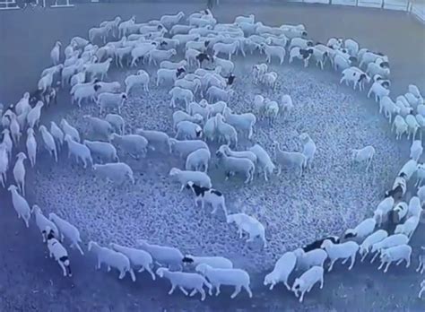 Mystery As Sheep Walk Around Around In Continuous Circle For 12 Days Without Stopping News