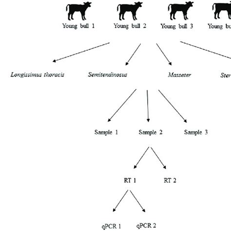 Experimental Design For Gene Expression Variability Analysis Three Rna
