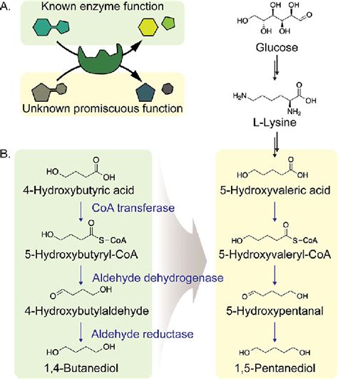 Use Of Promiscuous Enzymes For Constructing Nonnative Created