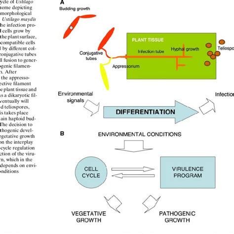 Life Cycle Of Ustilago Maydis A Scheme Depicting The Diverent Download Scientific Diagram