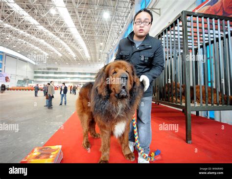File A Chinese Man Shows A Purebred Tibetan Mastiff During A Mastiff