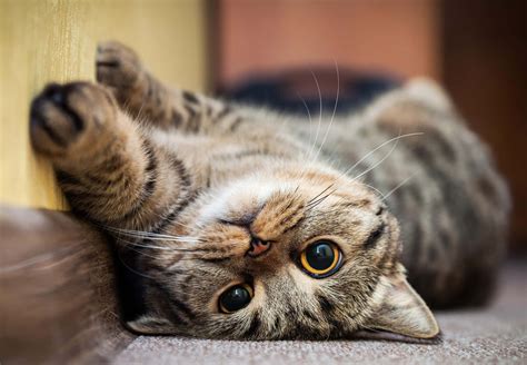 100 Cute Cats Pictures