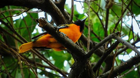Una Hermosa Chiltota 💯 Explorando El Salvador Facebook