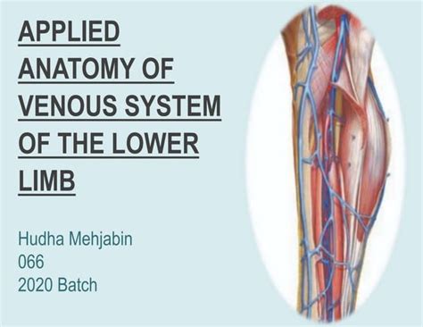 Anatomy Of Venous System Of Lower Limb Pptx