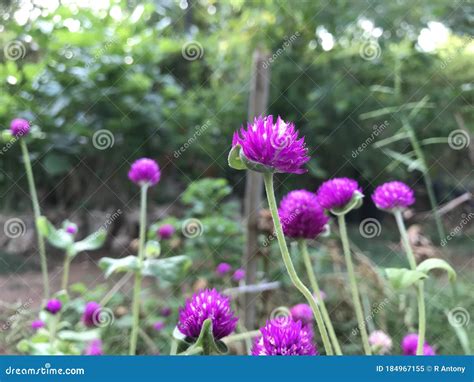 Close Up View Of A Gomphrena Globosa Or Globe Amaranth In A Garden