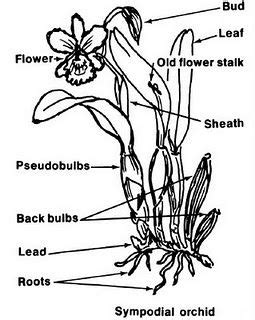 Anatomy Of A Sympodia Orchid Growing Orchids Orchids Orchid Roots