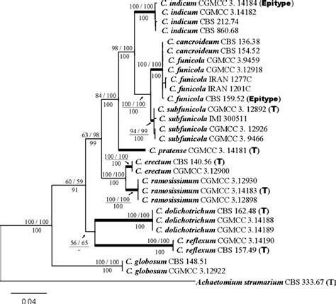 Phylogram Of Bayesian Analysis Based On The Concatenation Of Five Loci