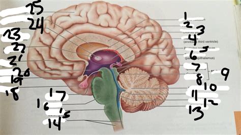 Midsagittal Section Of The Brain W Diencephalon And Brain Stem Diagram