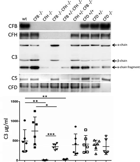 Expression Of Complement Proteins In Multiple Complement Gene Knock Out